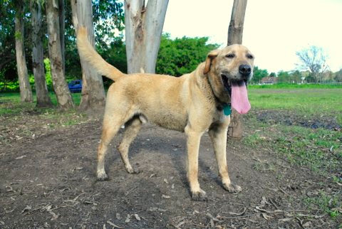 Adoptándonos: Ull, divino perro color crema mestizo de labrador en adopción