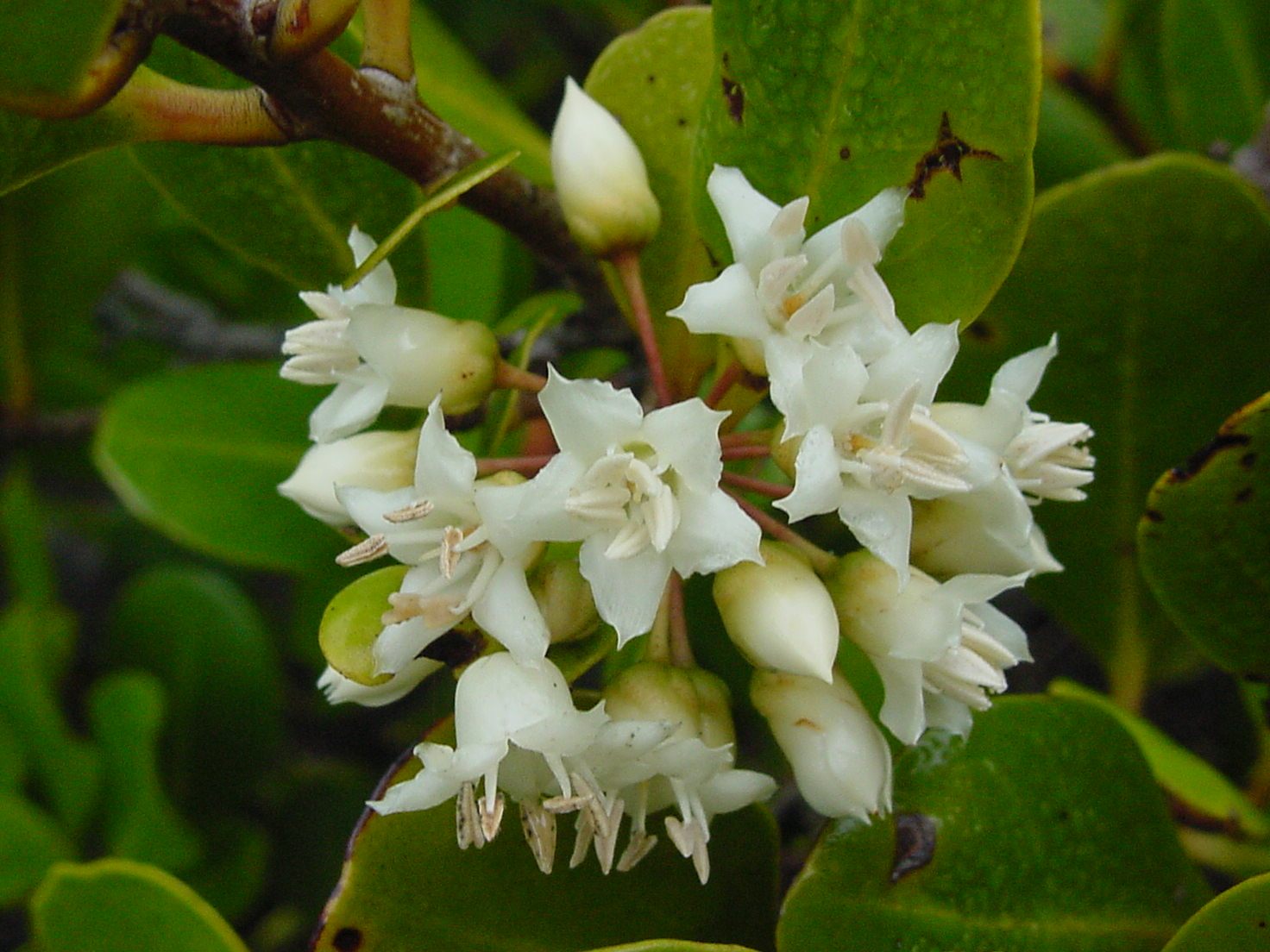 Ang Sosyal Nga Taga Bukid: A Trip to DANGGIT's Breeding Habitat