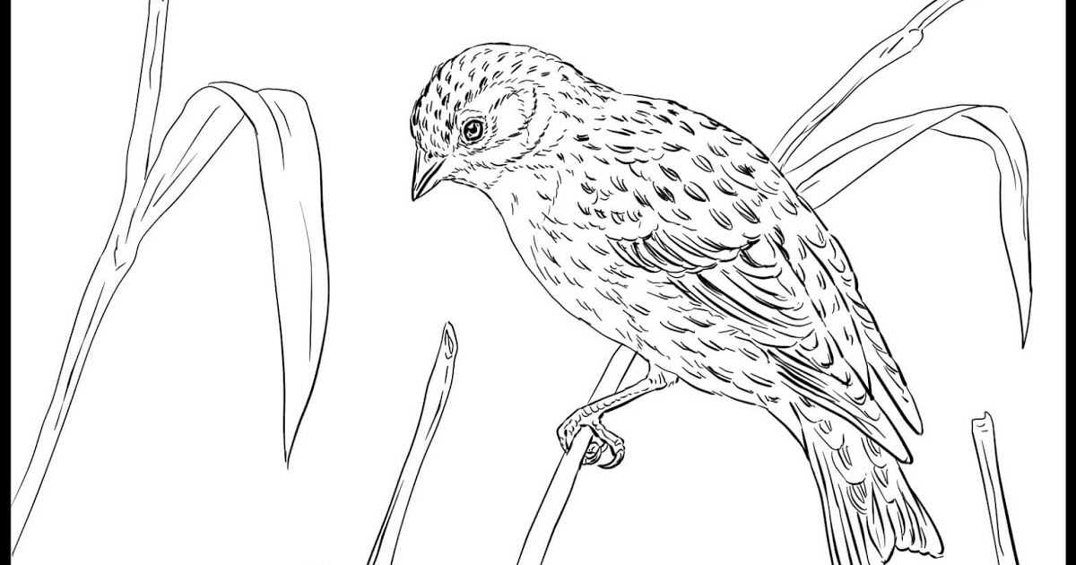 canary coloring pages - jiahajava