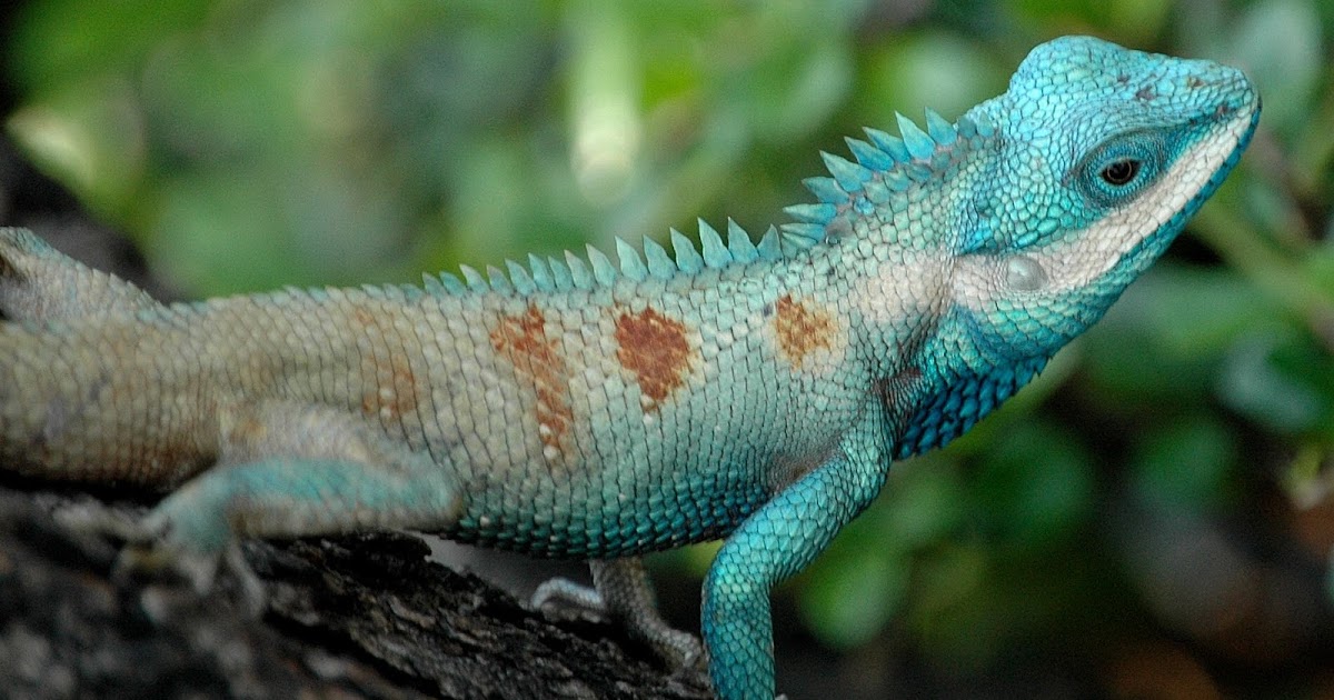 Synevovet - totul despre animalele de companie: Cele mai populare ...