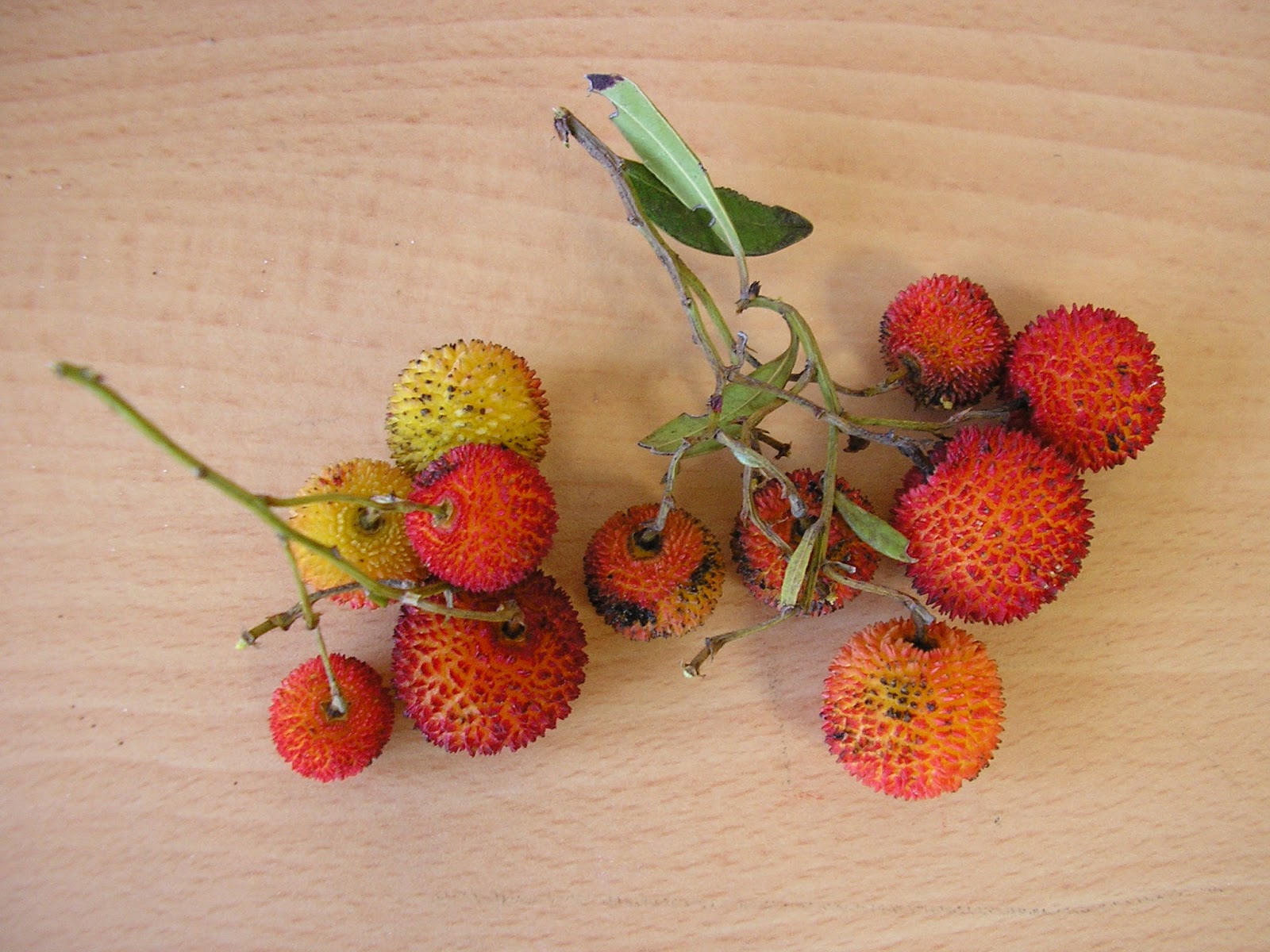 APRENDIENDO EN LA ESCUELA PÚBLICA: Frutos de otoño.