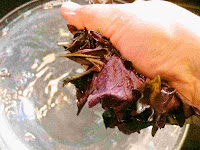 Recipes for Tom: Akajiso no furikake / purple perilla leaf topping for ...