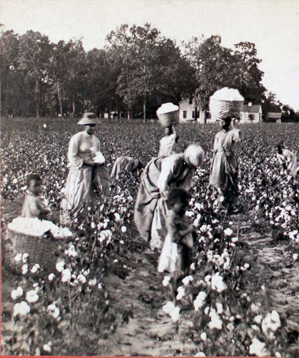 Old Cotton Pickers