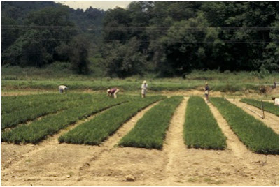 NCSU PDIC: Phytophthora Root Rot on Fraser Fir