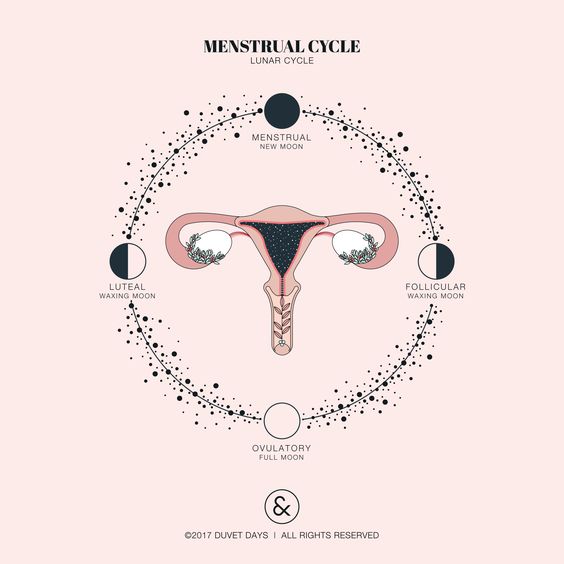 Ciclo mestruale... qualche nozione di fisiologia