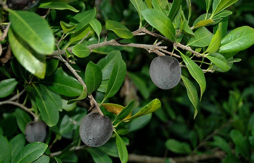 Fruit Warehouse: Black Apple ( Pouteria australis)