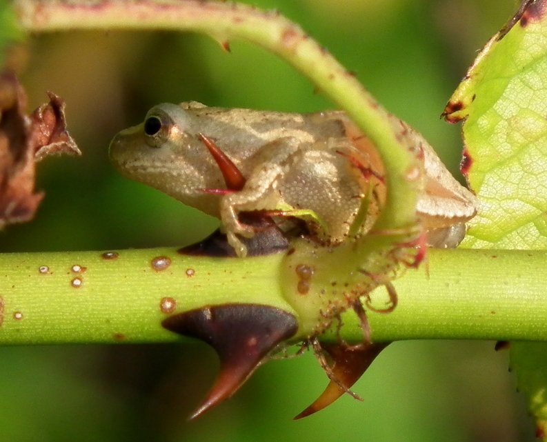Listening in Nature: Spring Peepers: listening to the solo voices in ...