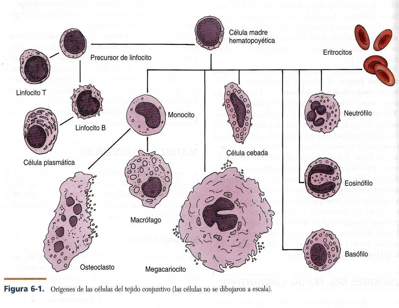 Curso Anatomía y Fisiología Animal