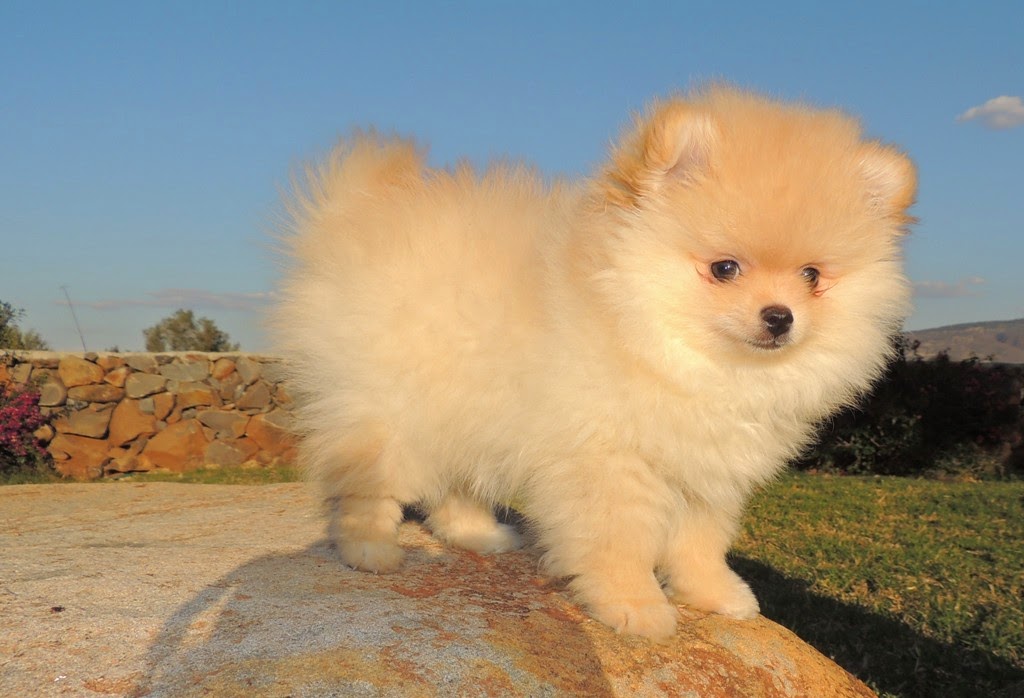 POMERANIAN'S HOME: enero 2015