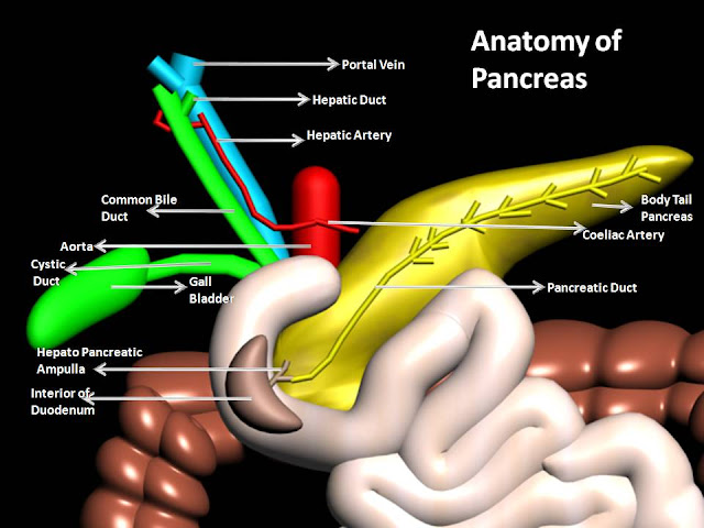 Manash (Subhaditya Edusoft): Human Digestive System : Internal Food ...