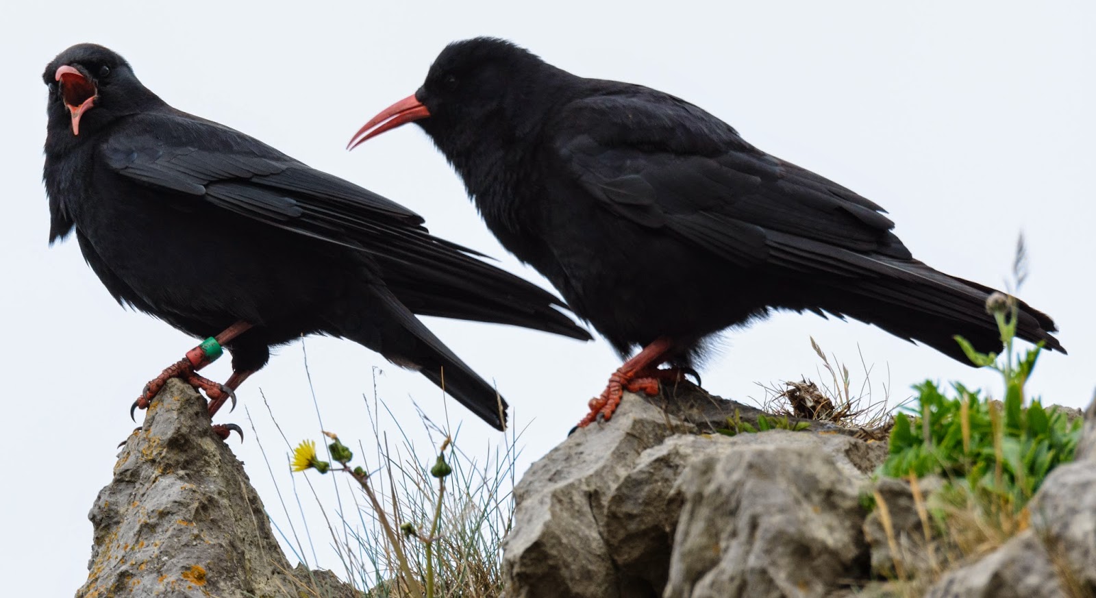 Gower Wildlife: Chough breeding success