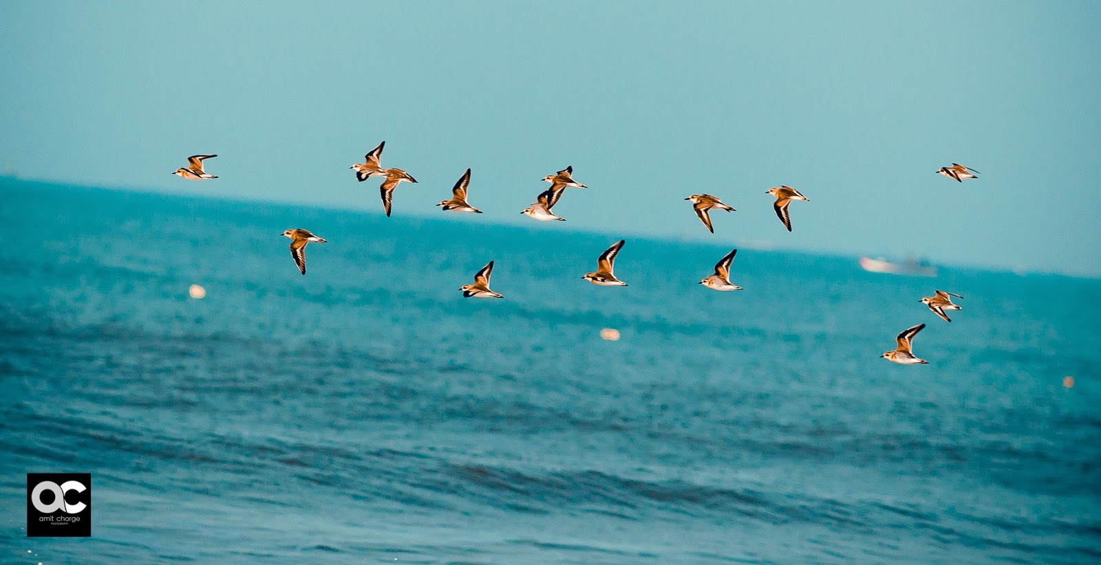 Birds Of Konkan | TRAVEL LIKE WE DO