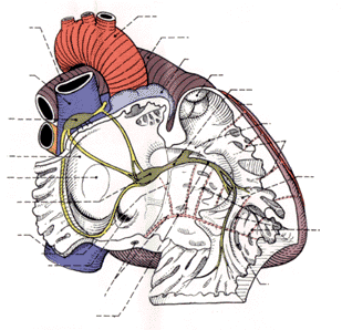 le système nodal et sa vascularisation | Maison de medecine