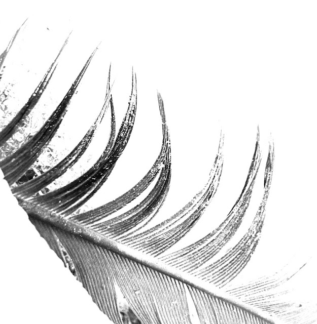Alyssa Anding Photography: Feather "x-ray"