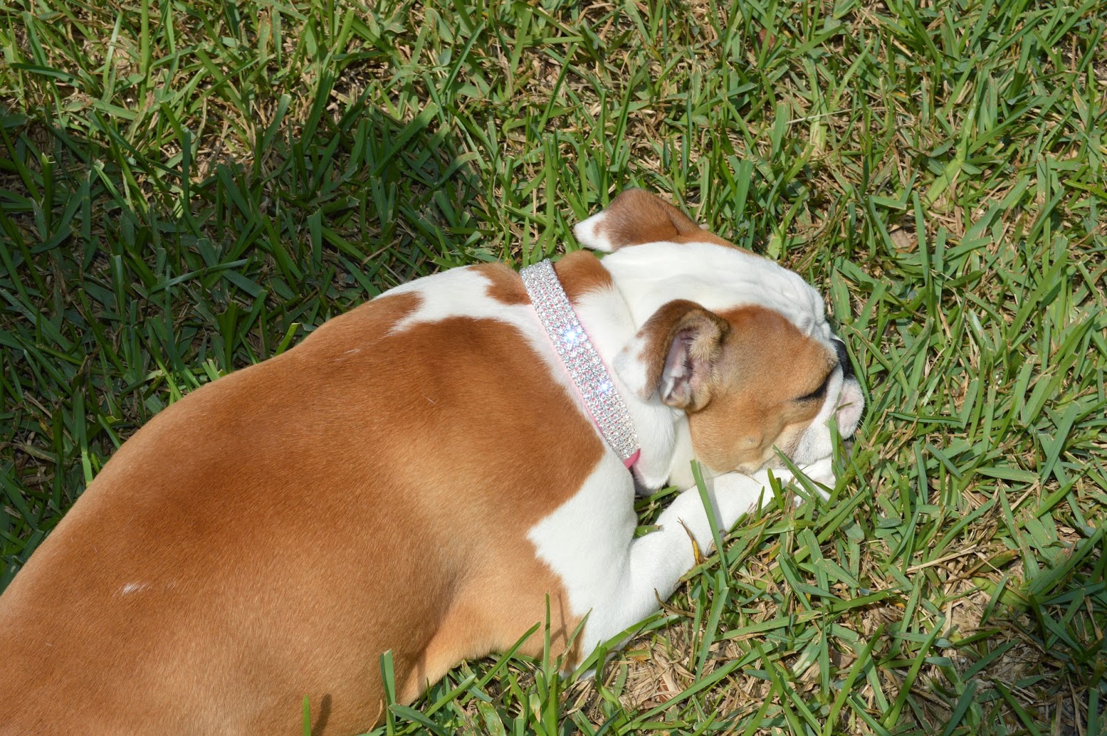 Blinged Out Pet: Rhinestone Dog Collars - Martinis | Bikinis