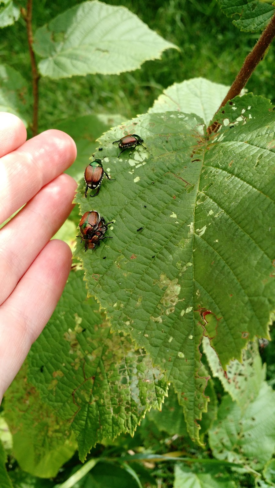 Japanese beetle on hazelnut plants – Riverbend Hazelnuts
