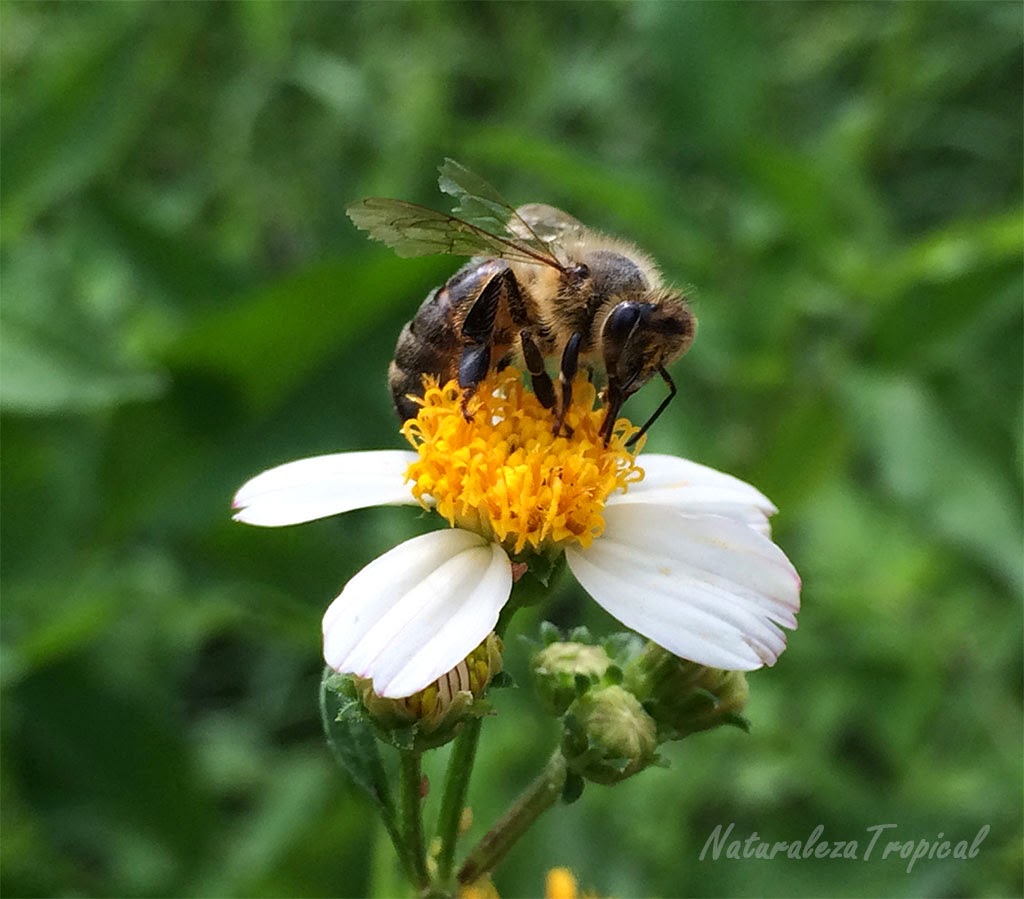 Naturaleza Tropical: Abejas polinizadoras, responsables de la ...