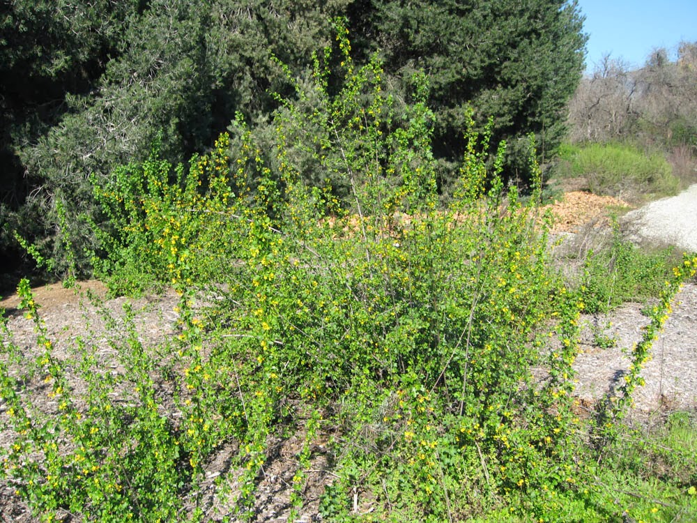 Mother Nature's Backyard - A Water-wise Garden: Plant of the Month ...