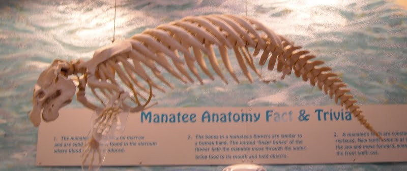 Have Retirement. Will Travel.: The Manatee Observation and Education ...