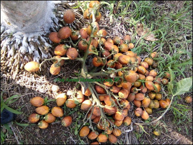 Jual Bibit Pinang Betara Langsung Didaerah Asalnya - Pinang Betara