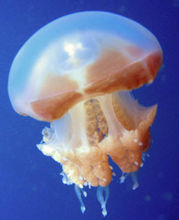 Treatment: Jellyfish mucus Also Can Boost the Immune System