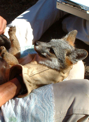 Friends of the Island Fox: Considering Epidemic Disease Threats to ...