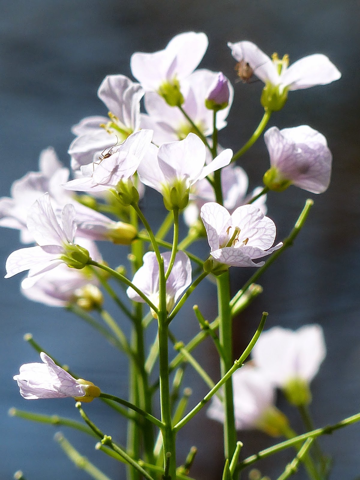 Cardamine pratensis | Wild flowers of Europe by Anita Beijer