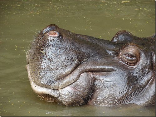 Travel through Africa: Congo Hippos Face Extinction