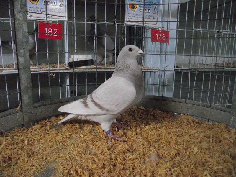 Bristish Show Racer Pigeons - Pigeons fall