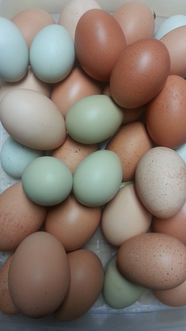 International Blue: Natural (Light) Eggs