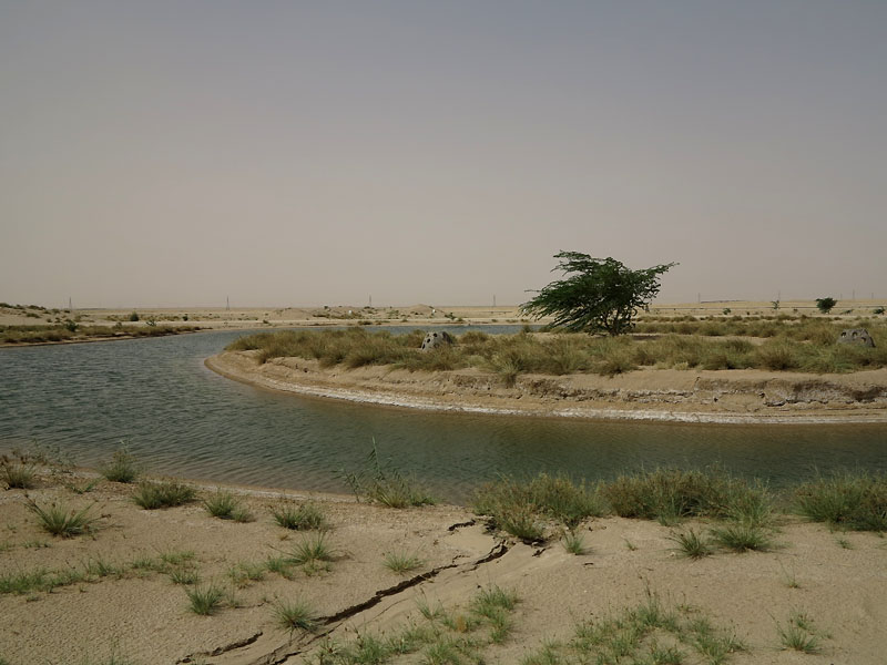 Kuwait Birding: Exploring a new protected area