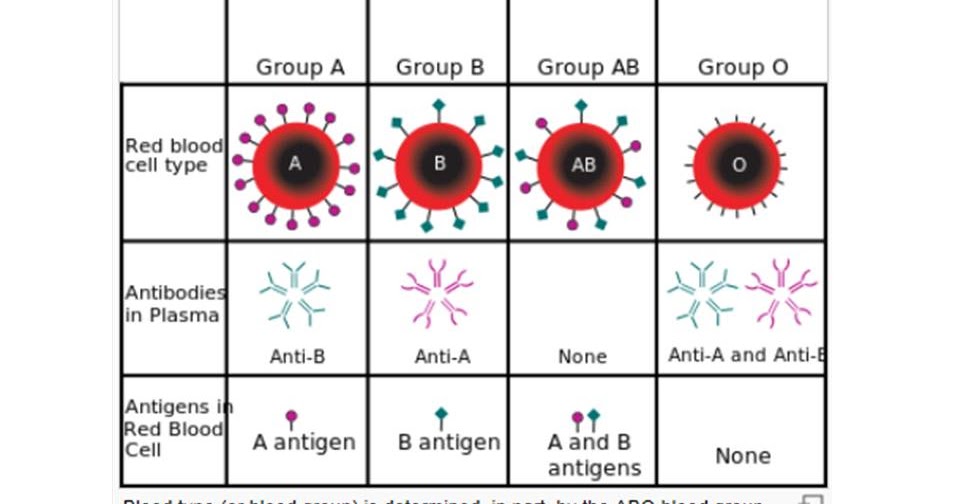 Goat-On-The-Run: Blood Type: AB+