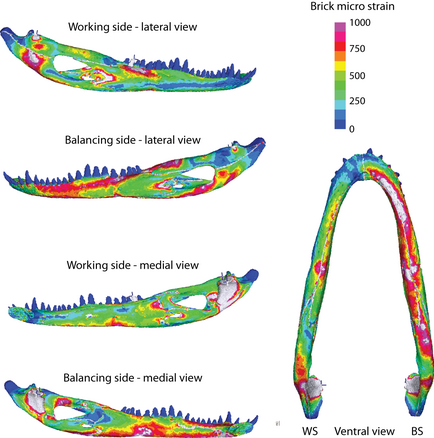 A (palaeo)biologist postdoc's views of the past, present and future ...