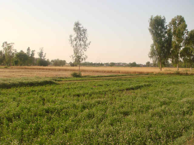 Zafarwal | Barapind Pk