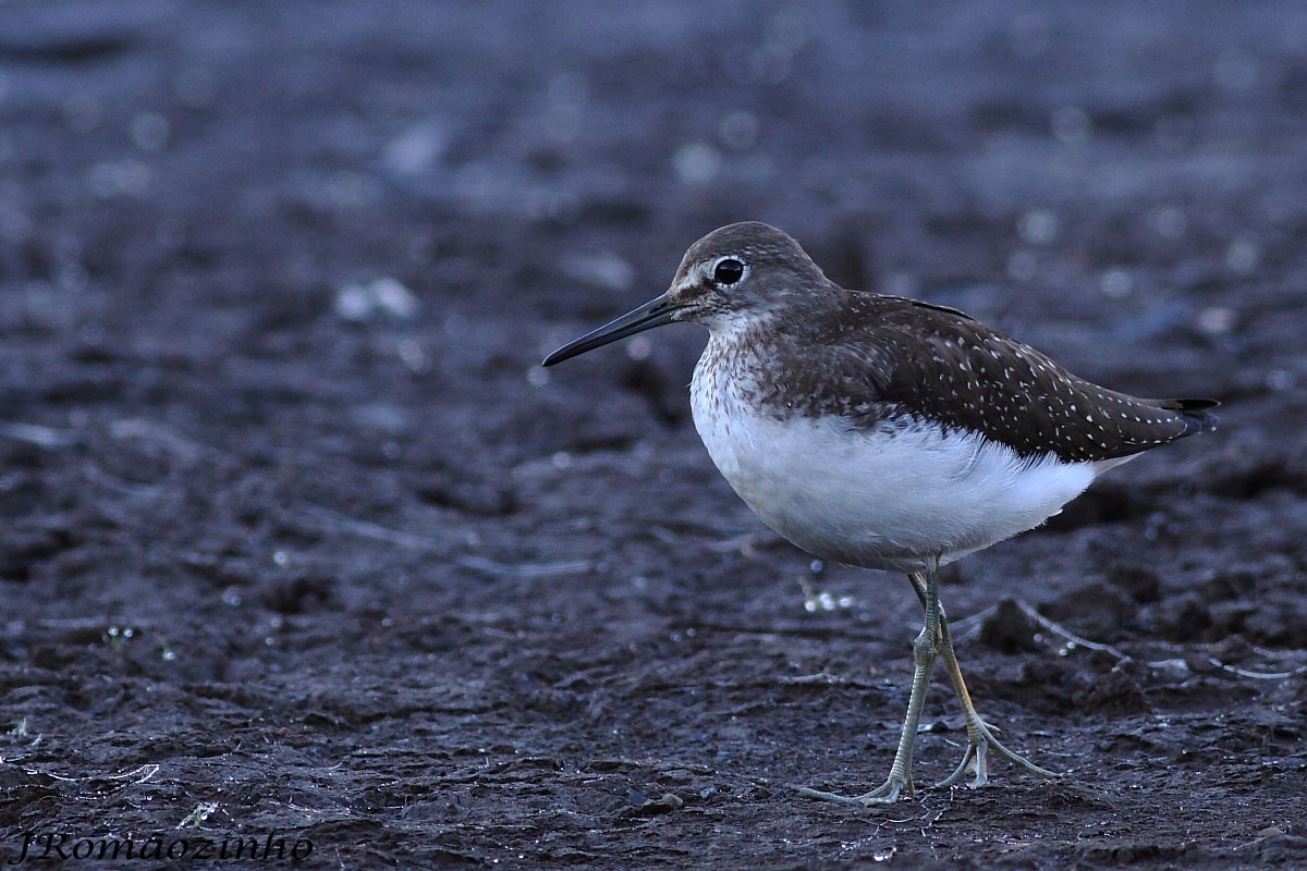 Pescador de aves: Restos de colecção