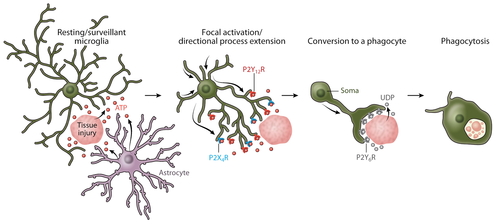 Synapse Science Magazine: Meet the cells that keep neurons running