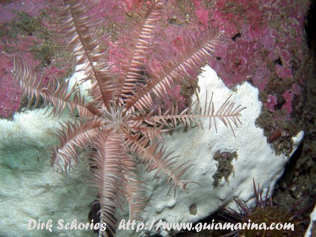 Biology of Animals: Antedon rosacea (sea lily)