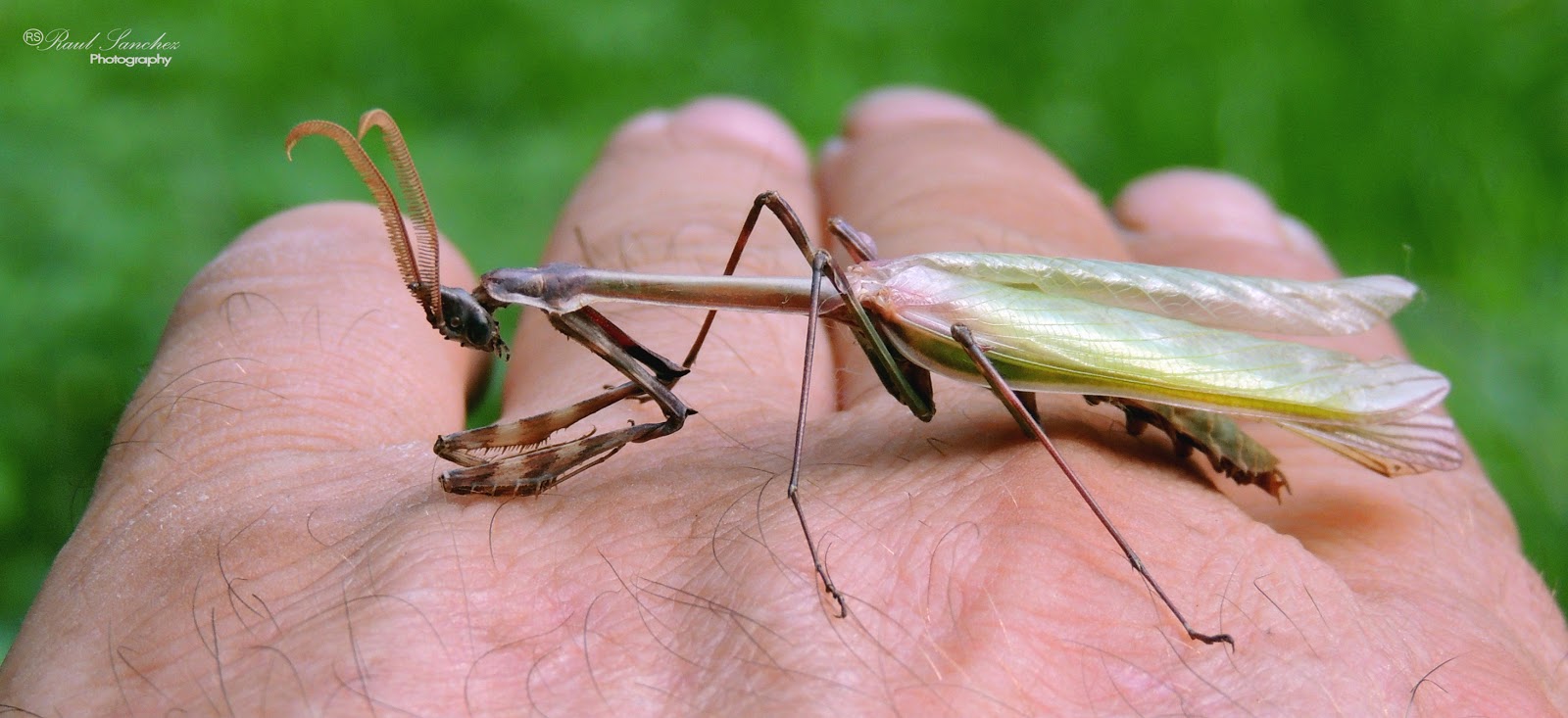 Naturaleza Viva : La Empusa o Mantis Palo (Empusa pennata)