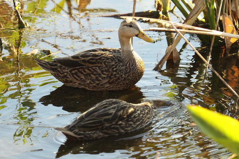 Tails of Birding: Dabbling Ducks - Genus Anas - No. 3