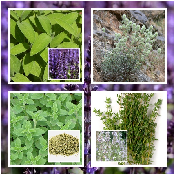 Herbolari 73 - Plantas medicinales. Aromaterapia: HiERBAS