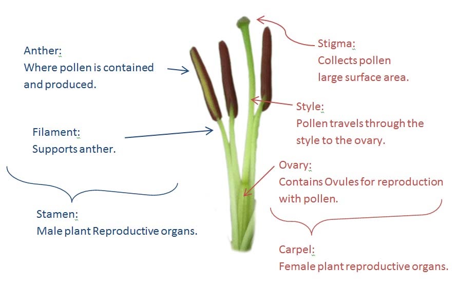 Frazer + Biology: Lily Dissection [Class Work]