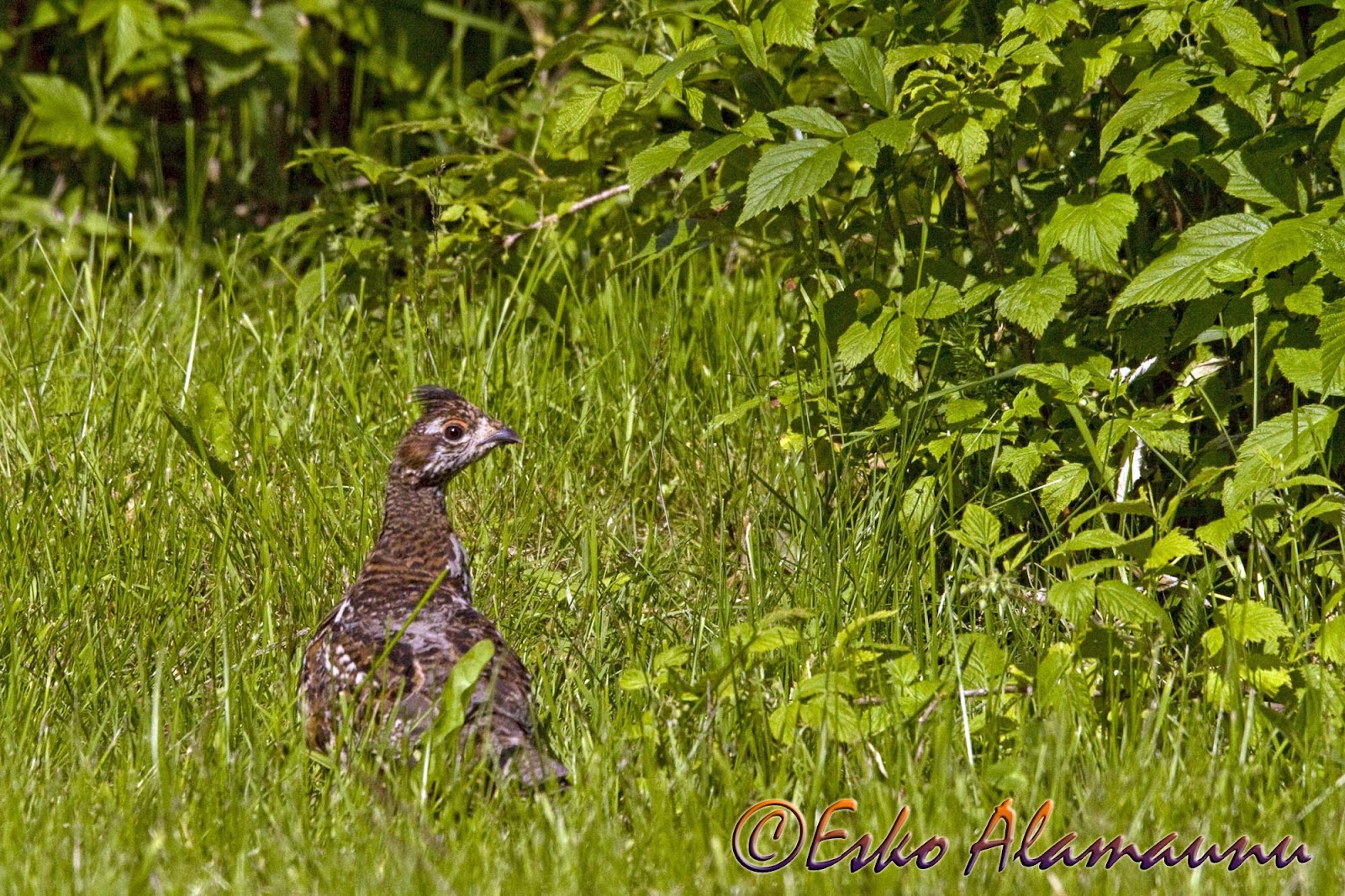 Eko-Kuvia: *PYY - PARI...*