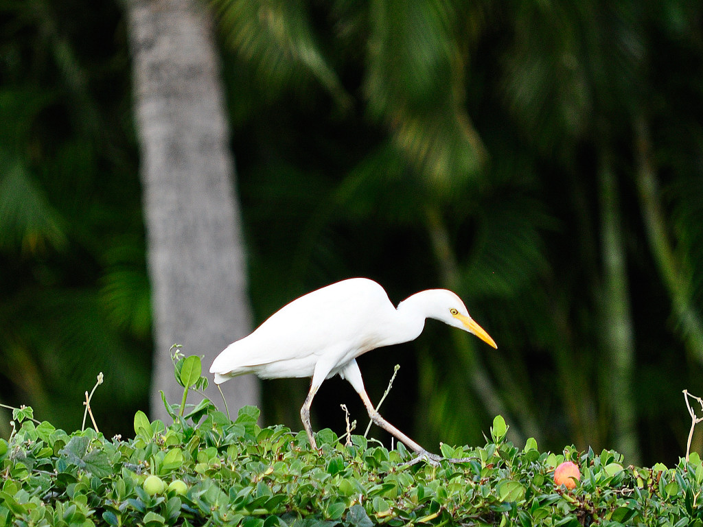 Ferd and Beth in Hawaii: Some common birds on Oahu