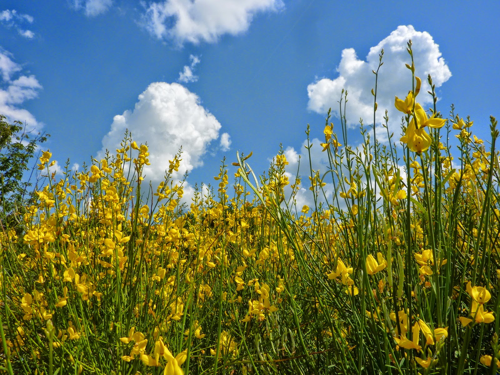 SNAPDRAGON FLOWER photos - wallpapers | the fun bank