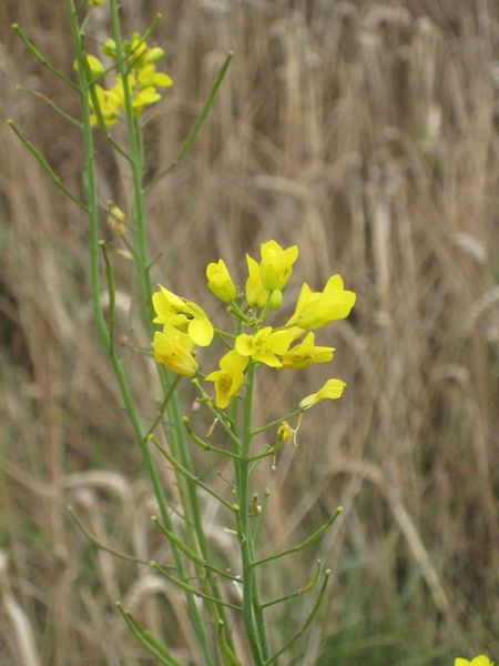 Plants, insects and animals: Charlock