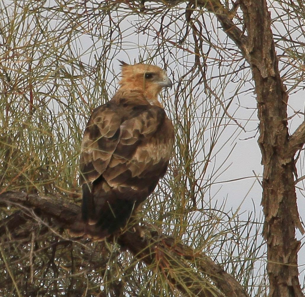 Richard Waring's Birds of Australia: Photos of a couple of Little Eagles