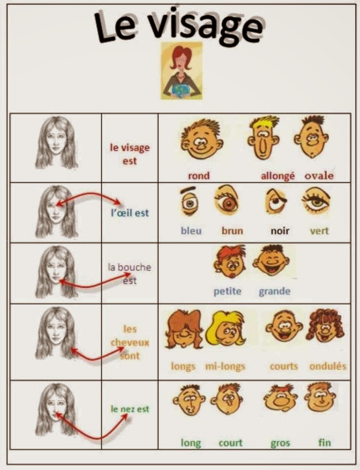 le visage et ses parties - موارد المعلم