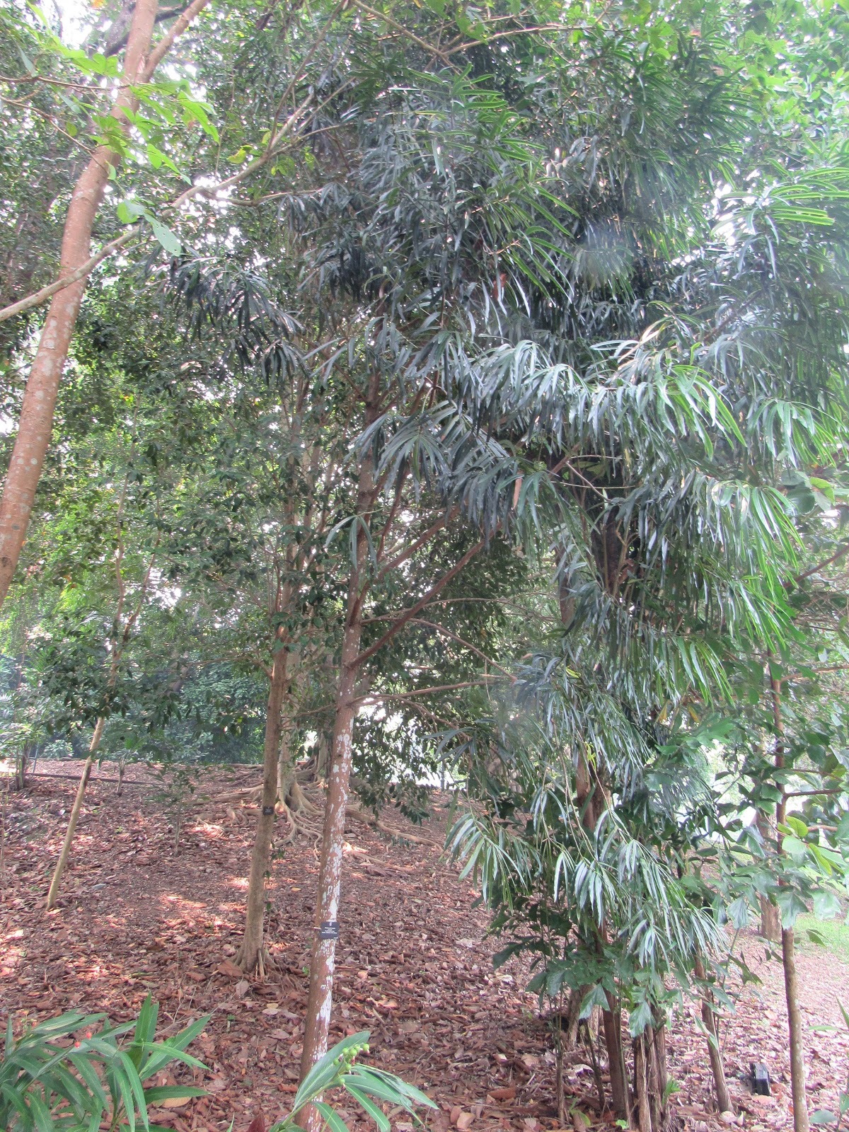 Plants found in Singapore: Podocarpus rumphii