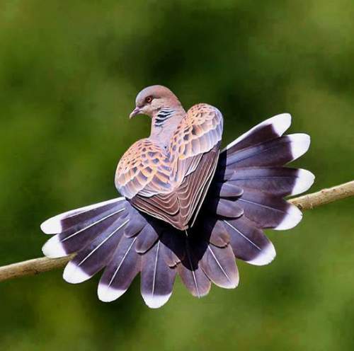 Oriental turtle dove photos | Birds of India | Bird World