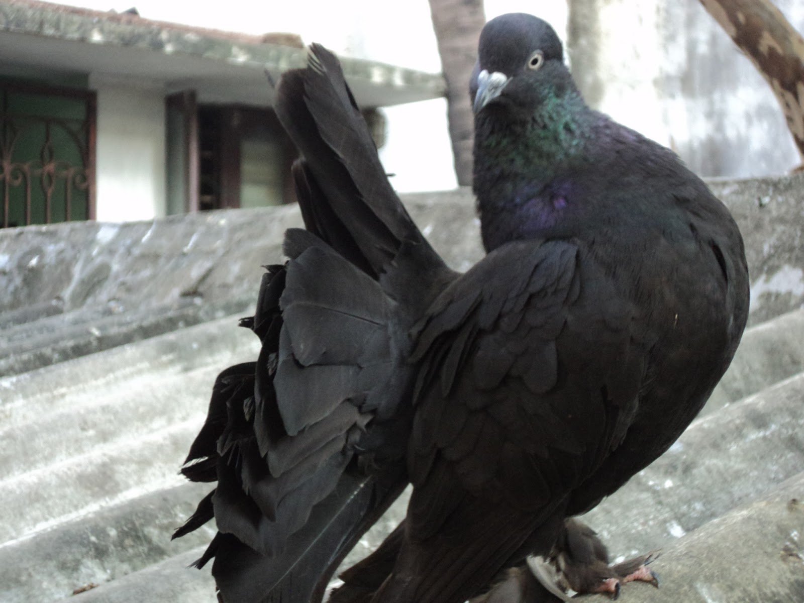 Fancy Black Pigeon